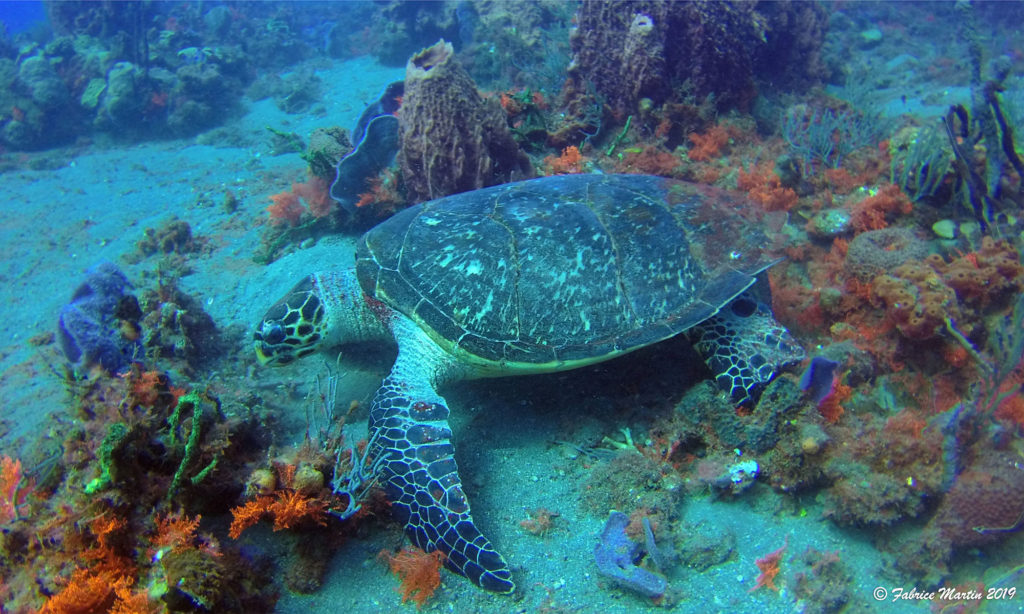 Suba Quoi ? - Subaquatique Creillois